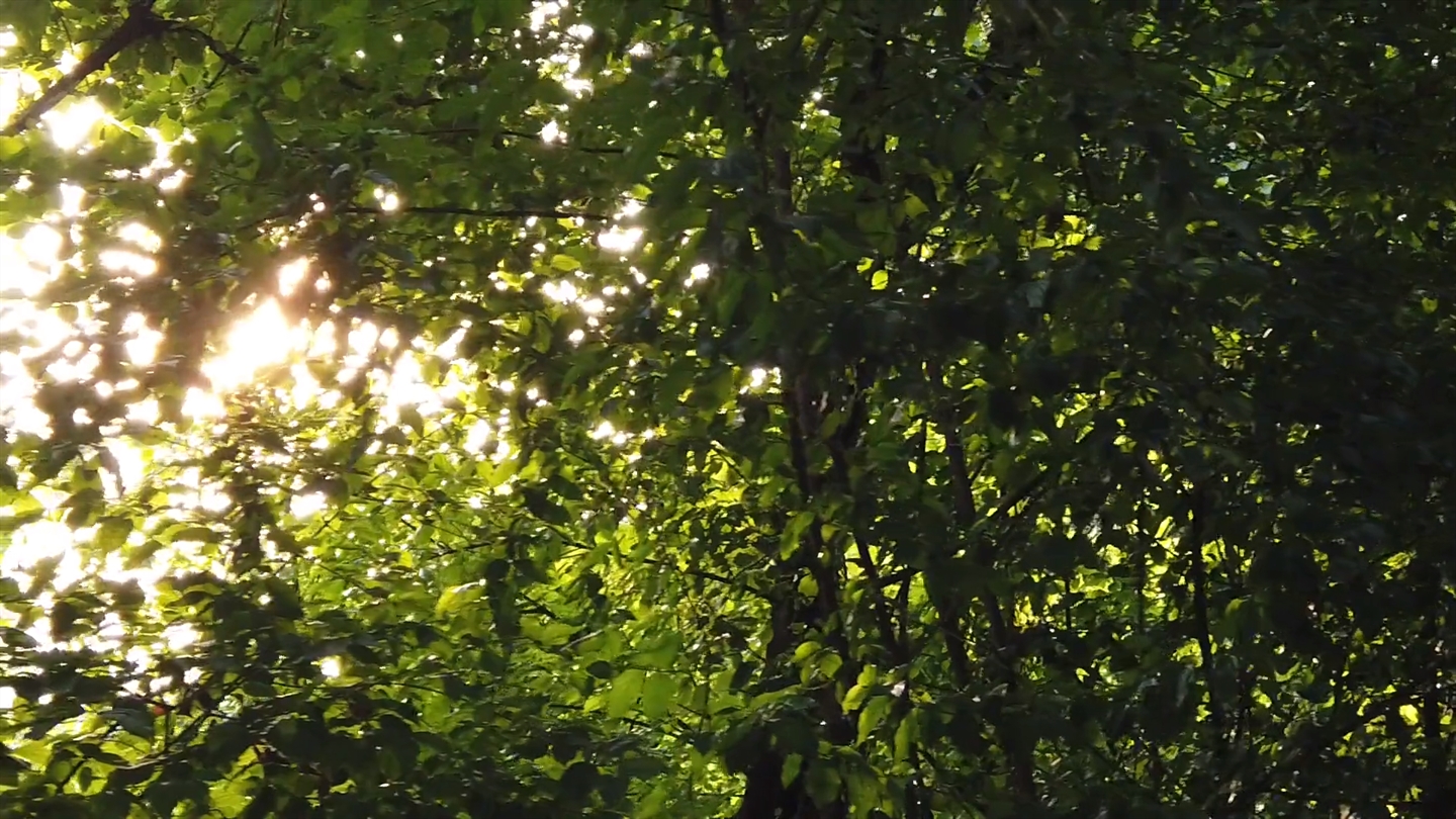 REDD+ STANDARDS: Considerations, Financing, and Emerging Developments